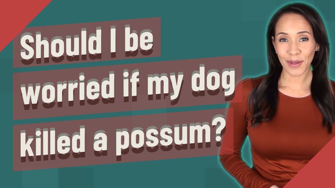 Should I be worried if my dog killed a possum?