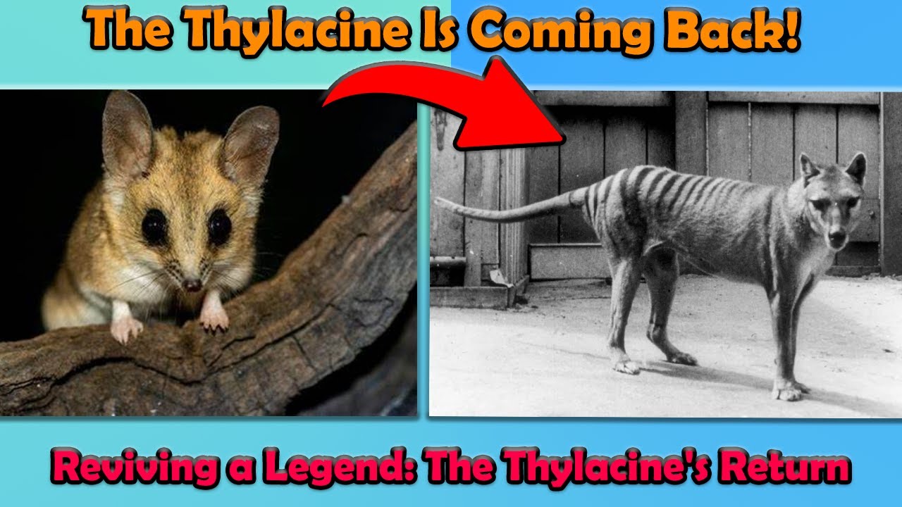 Thylacine Resurrection| The Ultimate De-Extinction Project