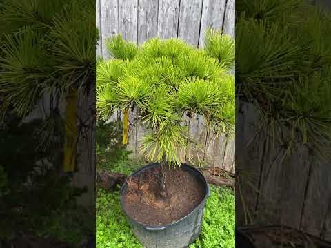 Dwarf pine tree #pine #dwarf #tree #dwarfpinetree