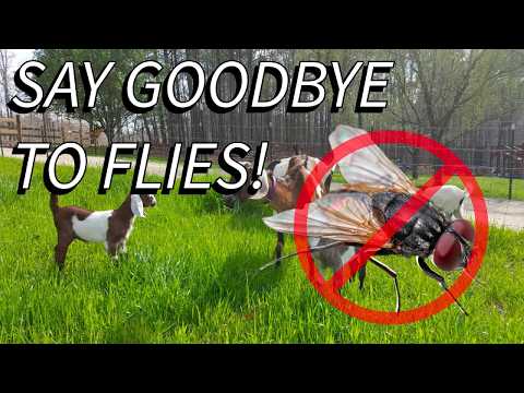 Winning the War Against Flies on the Homestead!