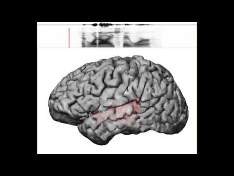 How the Brain Recognises Speech Sounds
