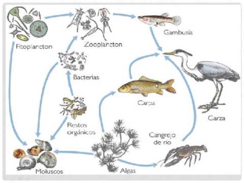 La cadena alimenticia acuatica - Imagui