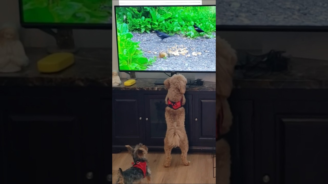Cavapoo and cohort Yorkie watch tv, then pounce on birds #wanderingwitness #puppy