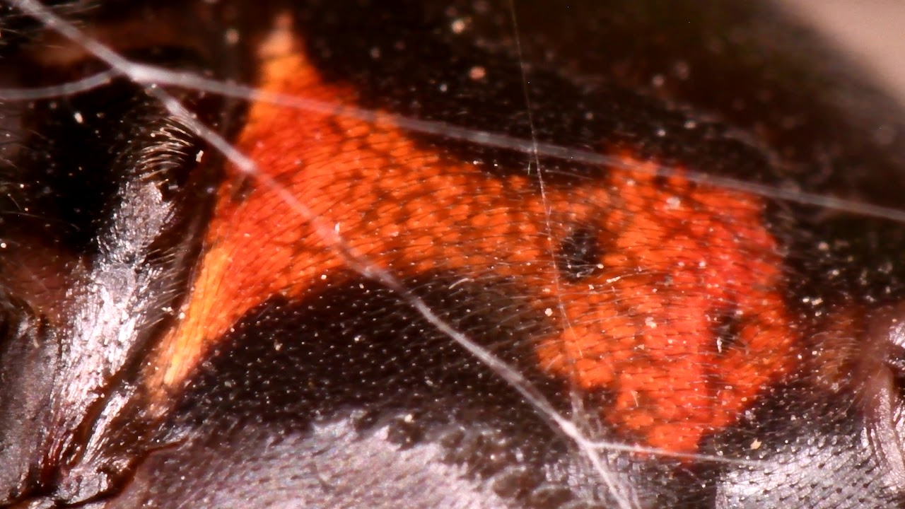Black Widow's Hourglass (amazing)