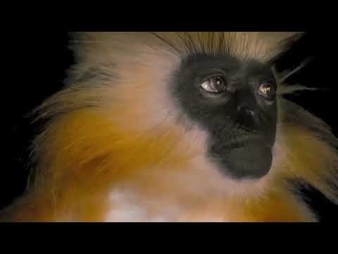 Trachypithecus Geei