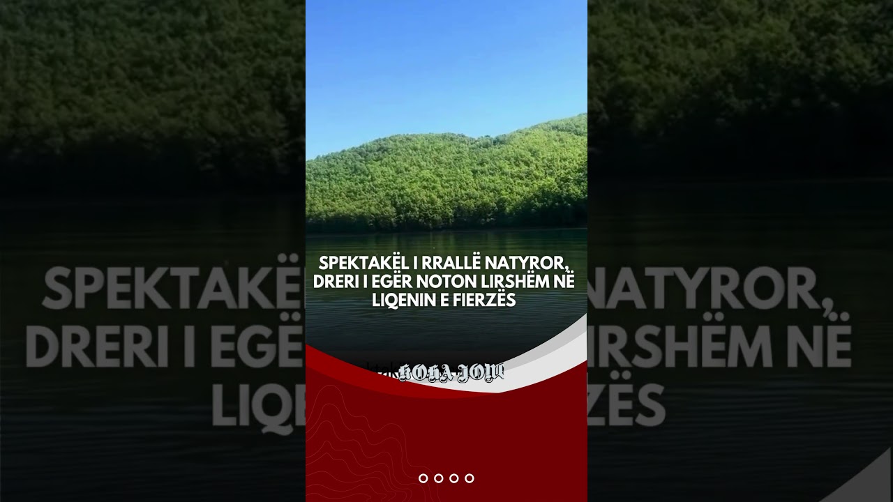 Spektakël i rrallë natyror, dreri i egër noton lirshëm në Liqenin e Fierzës