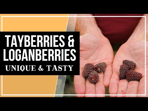 Delicious & Unique Berries | Tayberries & Loganberries