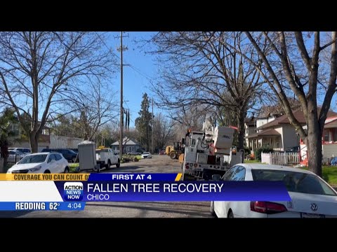 Fallen tree recovery in Chico