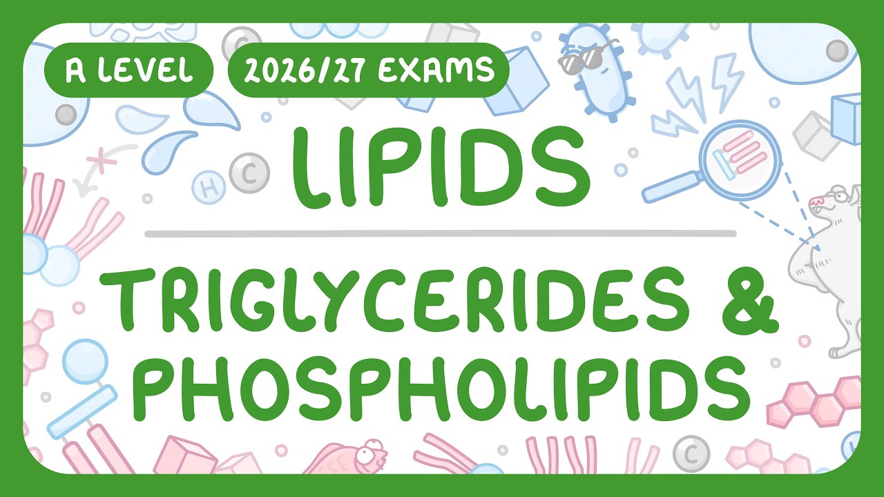A-Level Biology - Lipids: Triglycerides & Phospholipids | Cholesterol (2026/27 exams)