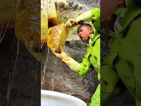 The Full Process of Harvesting Pure Natural Honey: Experience the Hard Work!