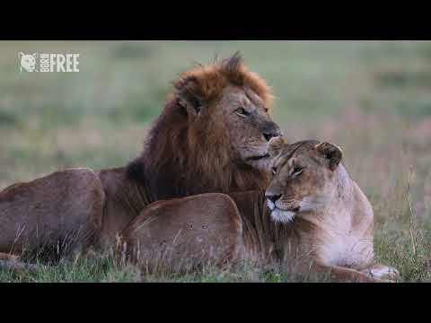 Lion for Life - KiSwahili