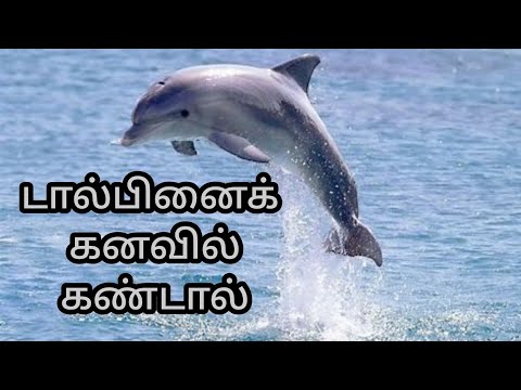 டால்பினைக் கனவில் கண்டால் |dolphin in dream | dream interpretation in tamil