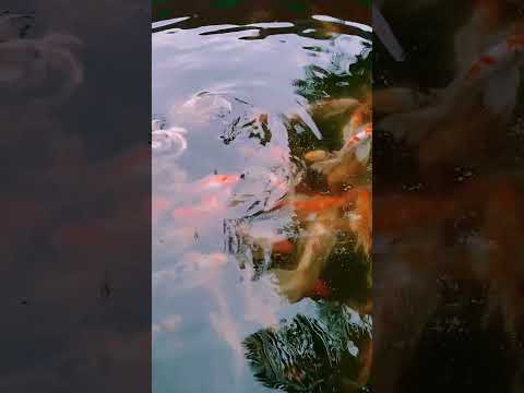 বাটারফ্লাই