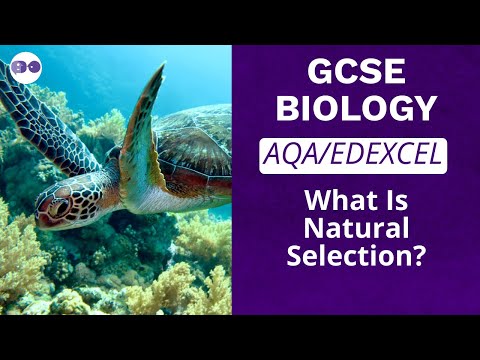 What Is Natural Selection? GCSE Biology