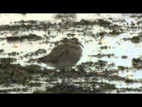 Swansea Bay – Glamorgan Bird Club