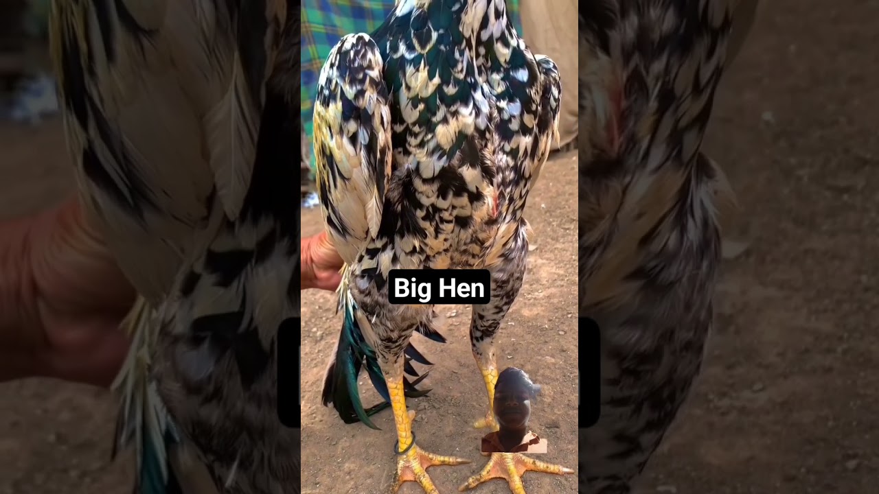 big#cook#big#hen #rooster #birds #hen #animals #backgroundmusic 😇😇😇😇