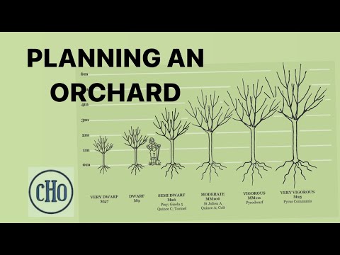 Planning an Orchard - Orientation, Rootstocks and Pruning