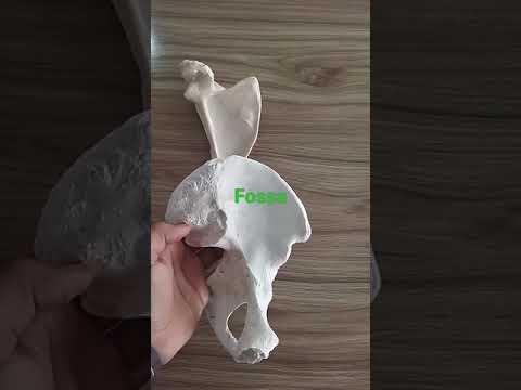 Bony depression #Fossa #draqilshah #viralvideos #anatomy #grossanatomy #viral #youtubeshorts #shorts