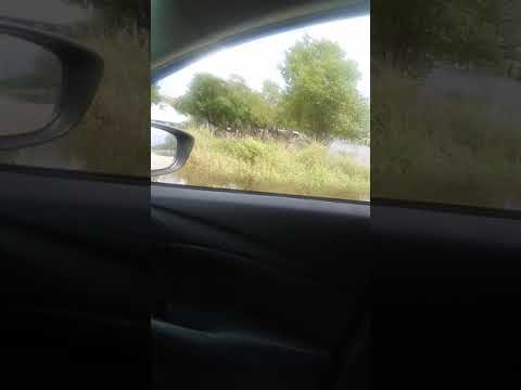 Tropical storm angleton tx