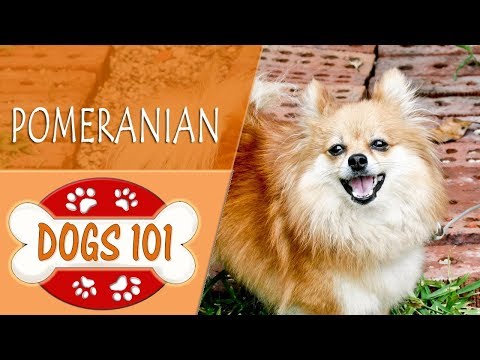 Dogs 101 - POMERANIAN - Top Dog Facts About the POMERANIAN