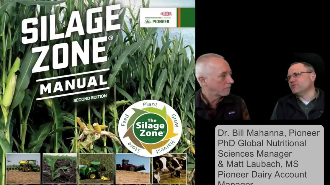 Understanding Starch Digestibility in Rumen Nutrition: