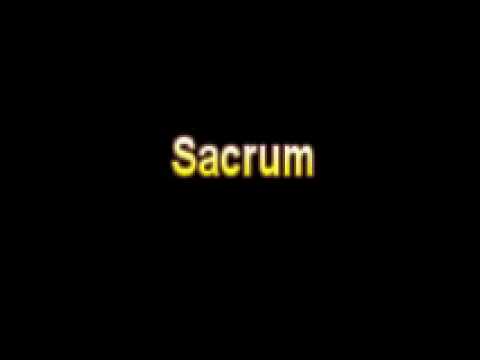 What Is The Definition Of Sacrum Medical School Terminology Dictionary