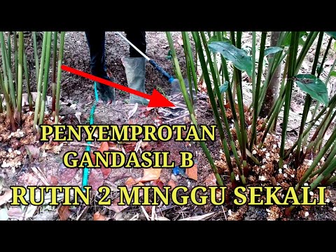 Gandasil B Spray Cardamom