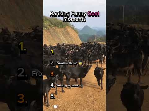 Ranking Funny Goat Moments ????