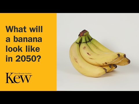 What will a banana look like in 2050?