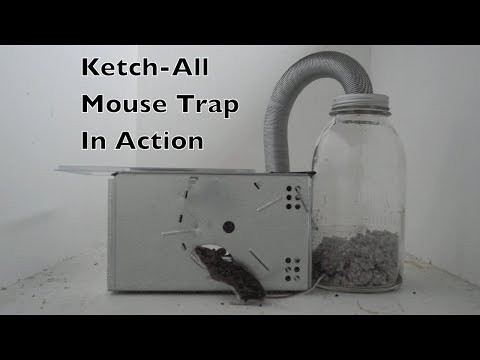 Archives: Videos | Mousetrap Monday with Shawn Woods