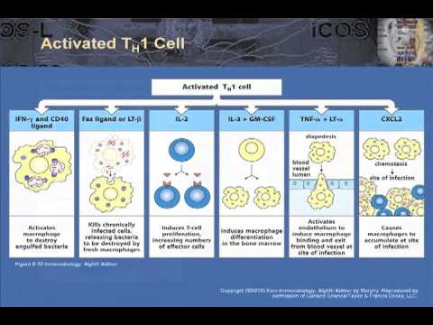 T Cell Effector Function: Part 1 -- TH 1 and 2 in Granulomatous Infection, Autoimmunity, and Allergy