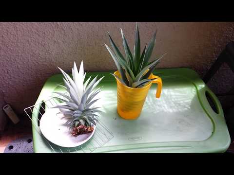 How to propagate and plant pineapple plants-Ananas Comosus