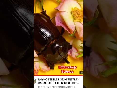WHAT IS ENTOMOLOGY? COLLECTION? WHAT IS ENTOMOLOGY SCIENCE? HOW TO FIND NEW SPECIES FOR SCIENCE?