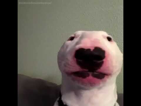 Steam Community :: Video :: hi cringe dog