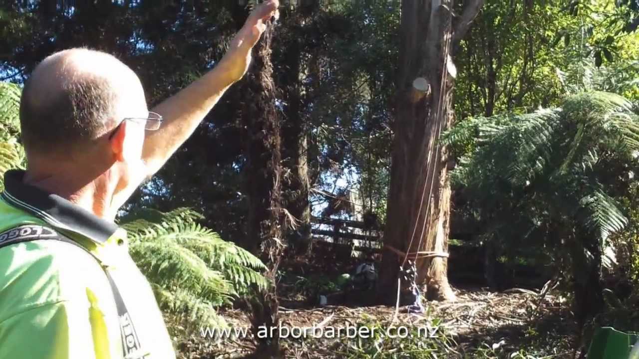 Tree Removal by Tauranga Arborist