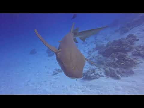 Carpe Vita Liveaboard Maldives July 2024