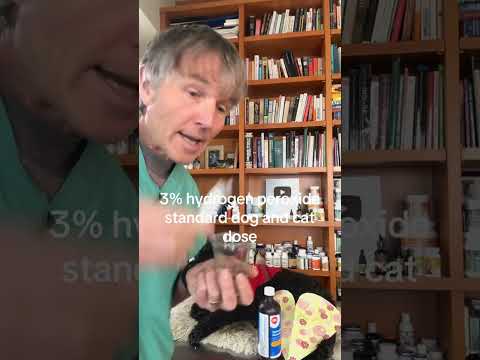 Valentines Day Dog Dangers! What to do for chocolate poisoning in dog