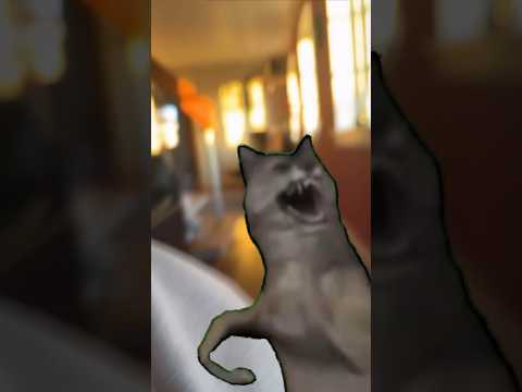 Jumpscare Dancing Wolf meme #funny #dance #memes