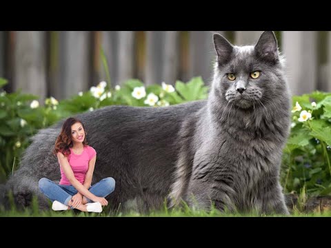 Top 5 Biggest Cat Breeds in the World