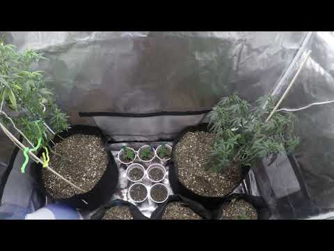 First Grow: Dark Star & LSD Update