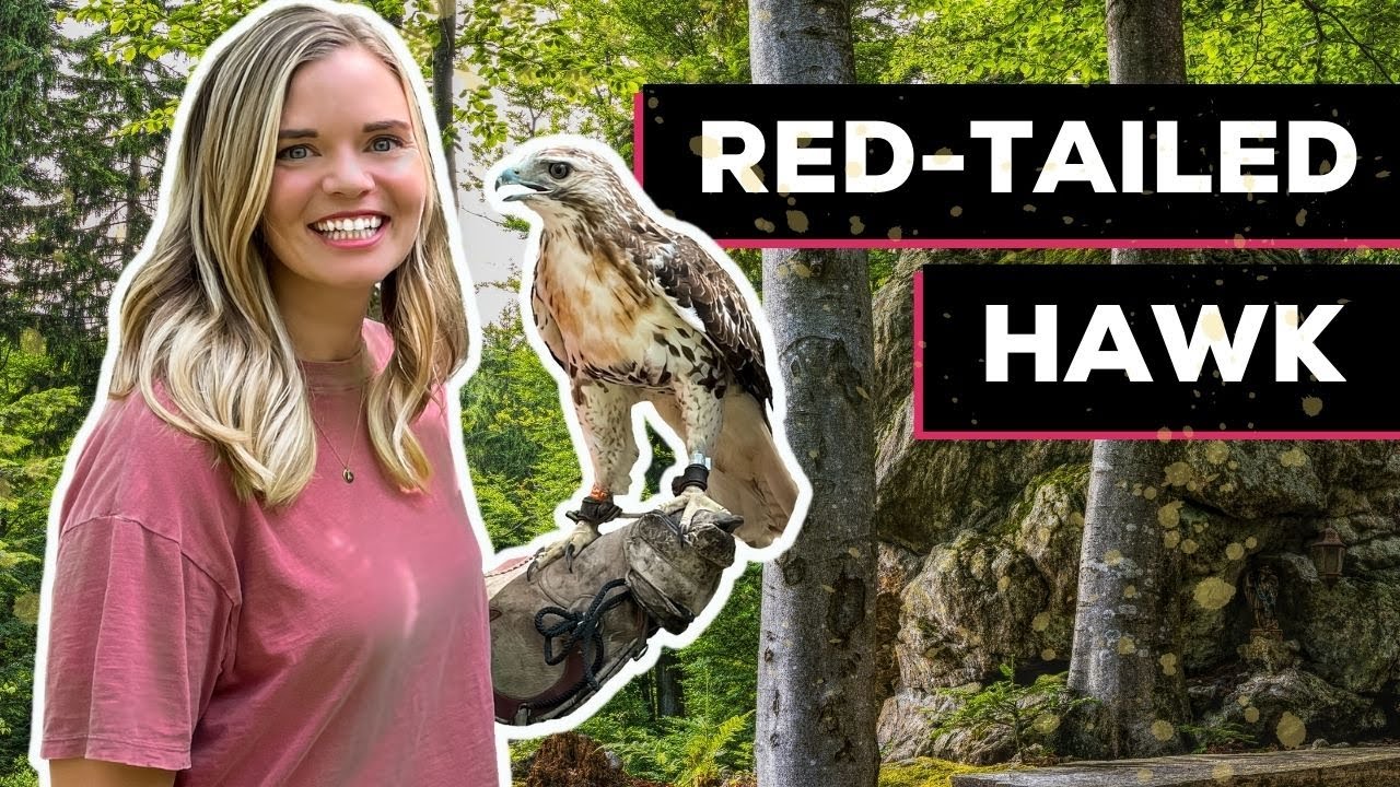 Red-Tailed Hawk | Structure & Adaptation