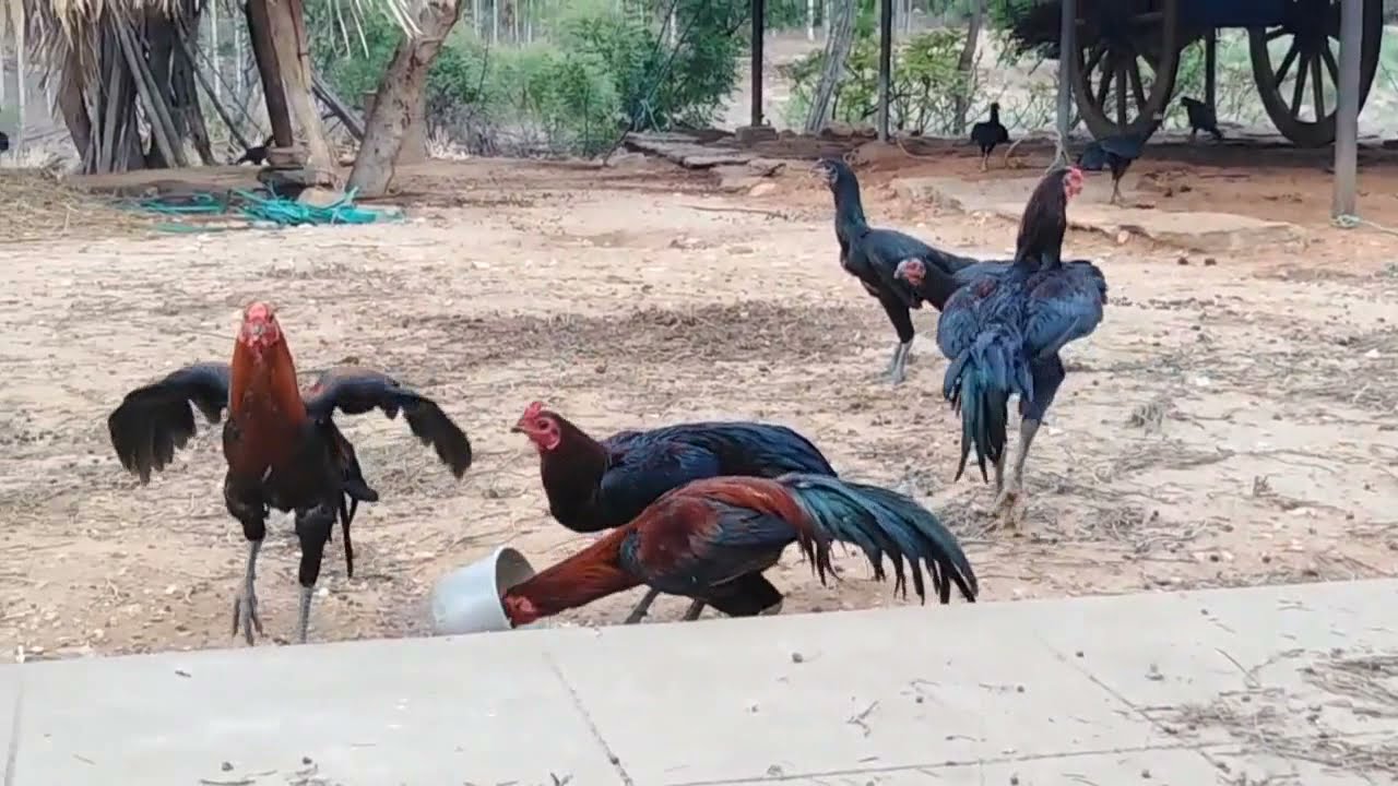 BEST FIGHTING BLACK ROOSTERS -ALL IN ONE -ASIL BREED-FUNNY ANIMALS