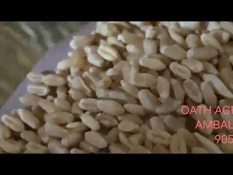 Manufacturer of Gravity Separator & Seed Grader by Oath Agro Solutions ...