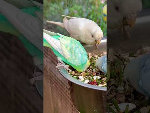 Colourful budgie flock #animals #nature #bird #pets #aviary #animal #cute #pet #birdsounds #birds