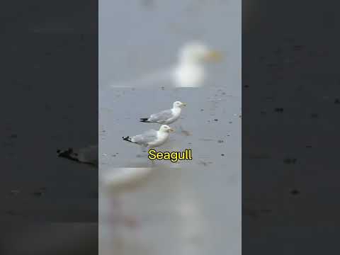Video Dictionary【Seagull】Word+Pronounce+Video