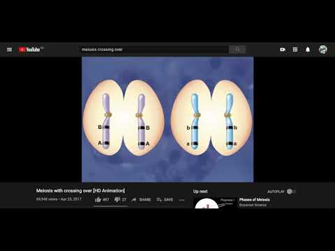 Meiosis: Crossing Over