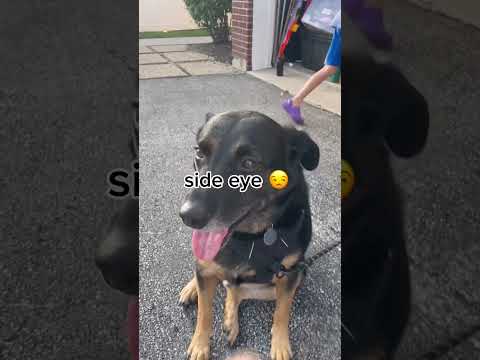Bombastic side eye song with Zeppelin 😂 #lol #pets #dog #cute #doggie #bombastic #sideeye