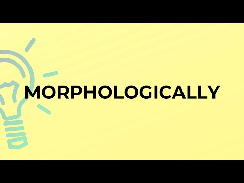 What is the meaning of the word MORPHOLOGICALLY?
