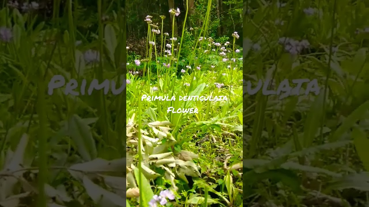 #primula denticulata flower#neha apu#hakhe tari#Ziro