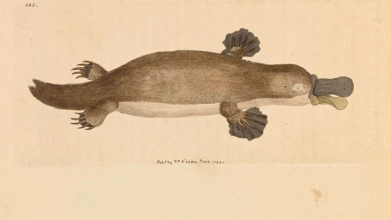 Platypus Census - Behind the News